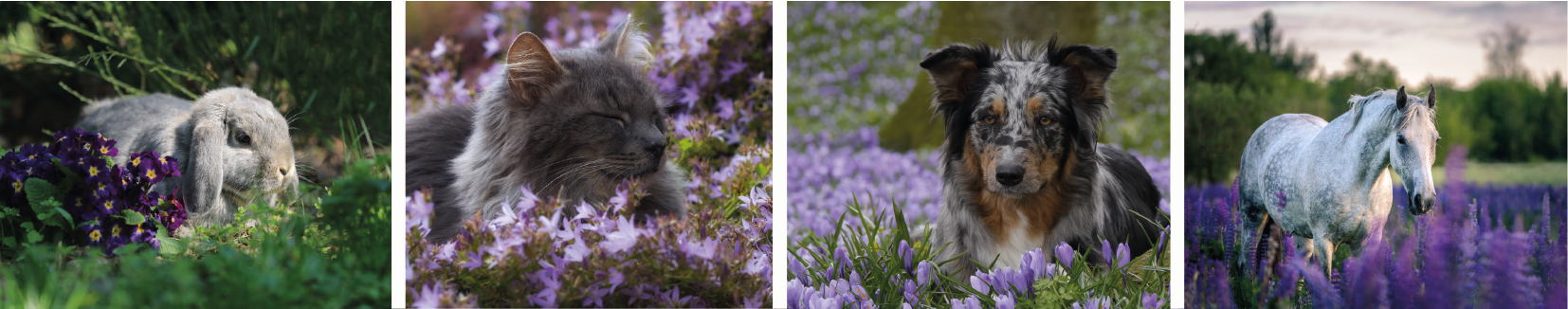 2019 ANIMALS AS IMAGE-01 - BOVA